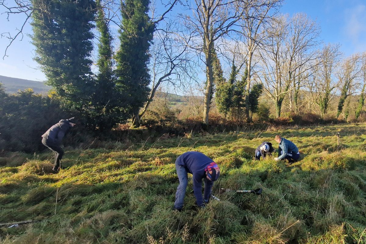 Flourishing forests: Tree planting puts down roots for lasting impact ...